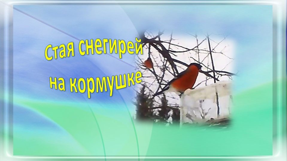 Стая снегирей на кормушке