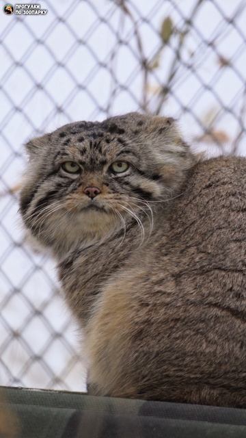 Манул Жора с подозрением смотрит на гостей. Новосибирский зоопарк