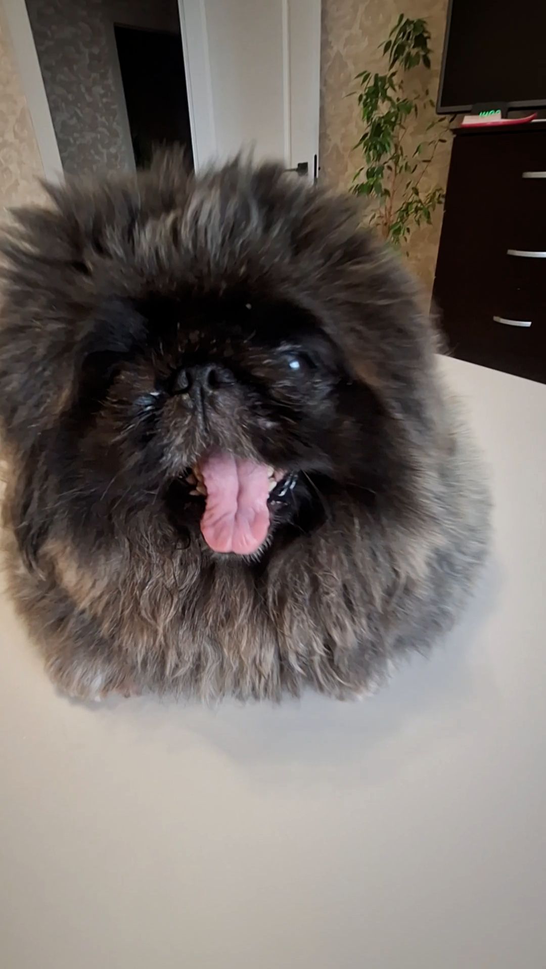 Пекинес Дендик мебель помогает собирать