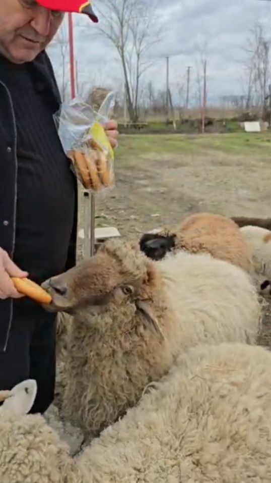 Полусухая стяжка с баранами! Перспектива.