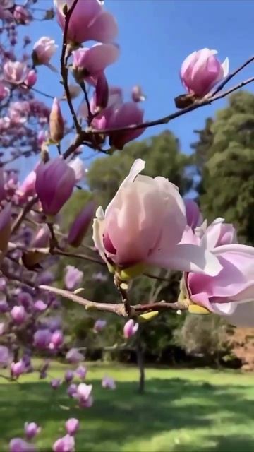 Магнолия Суланджа