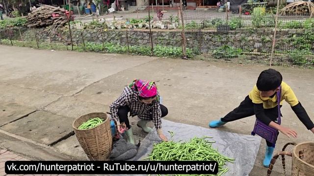 ☁️🌾🐤 Жизнь в высокогорье: Сбор урожая бобов мунг и ловля крупных цесарок на продажу