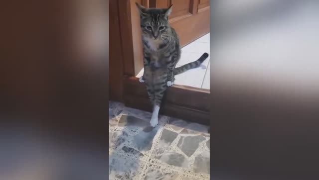 Самые забавные котики в одном видео! Смейся до упаду!