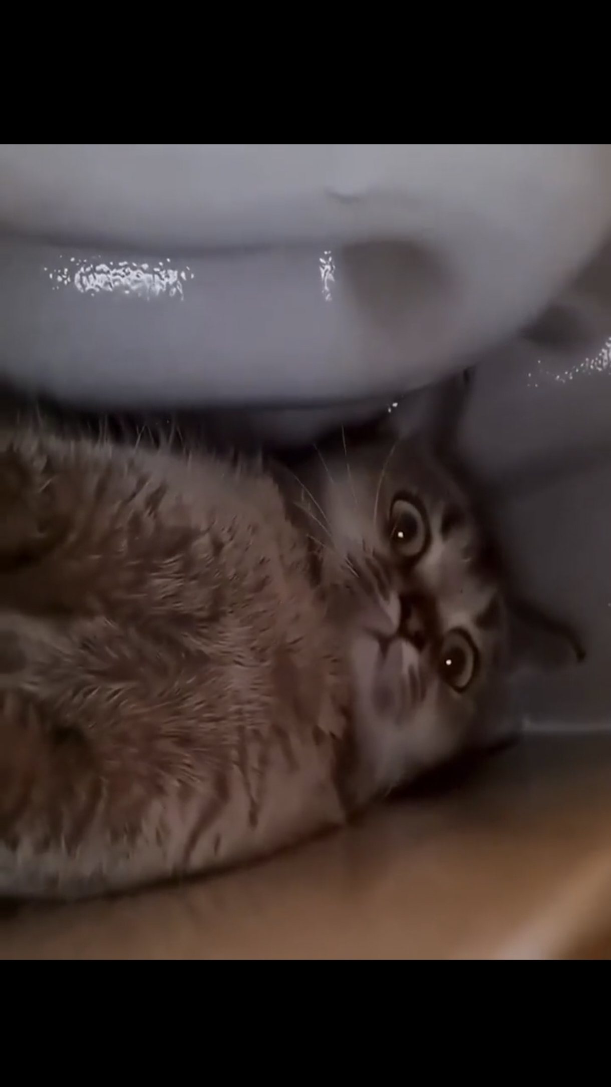 Найди меня, если сможешь! 😼