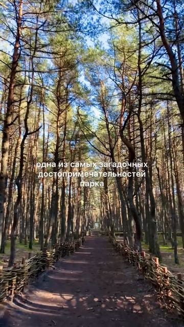 Загадка Куршской косы