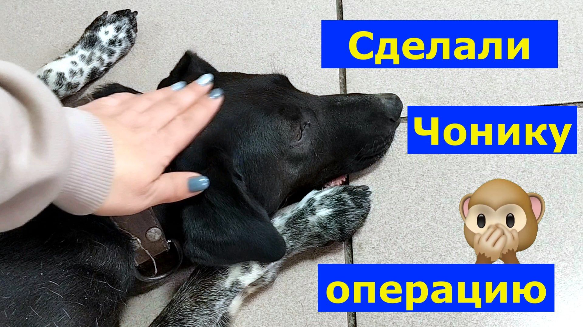 VLOG 15-20.10.2025г. Залетела синичка. Щенки уже едят сами. Муравей застрял.  #собаки  #прожизнь