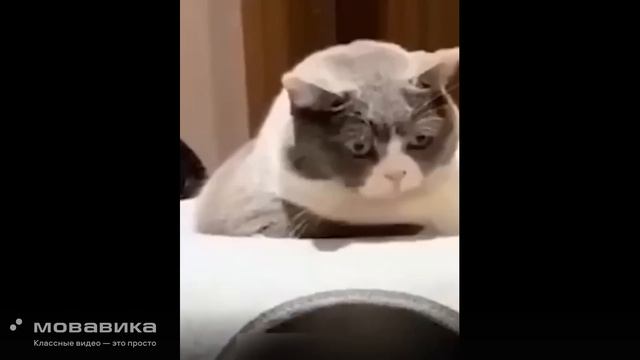 смешные котики