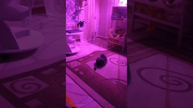 кошки бесятся