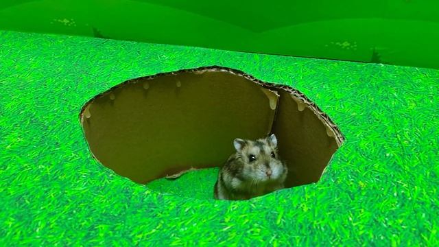 Ищу Хомячка! Уборка в доме с Хомячком в «Историях о Хомячках»