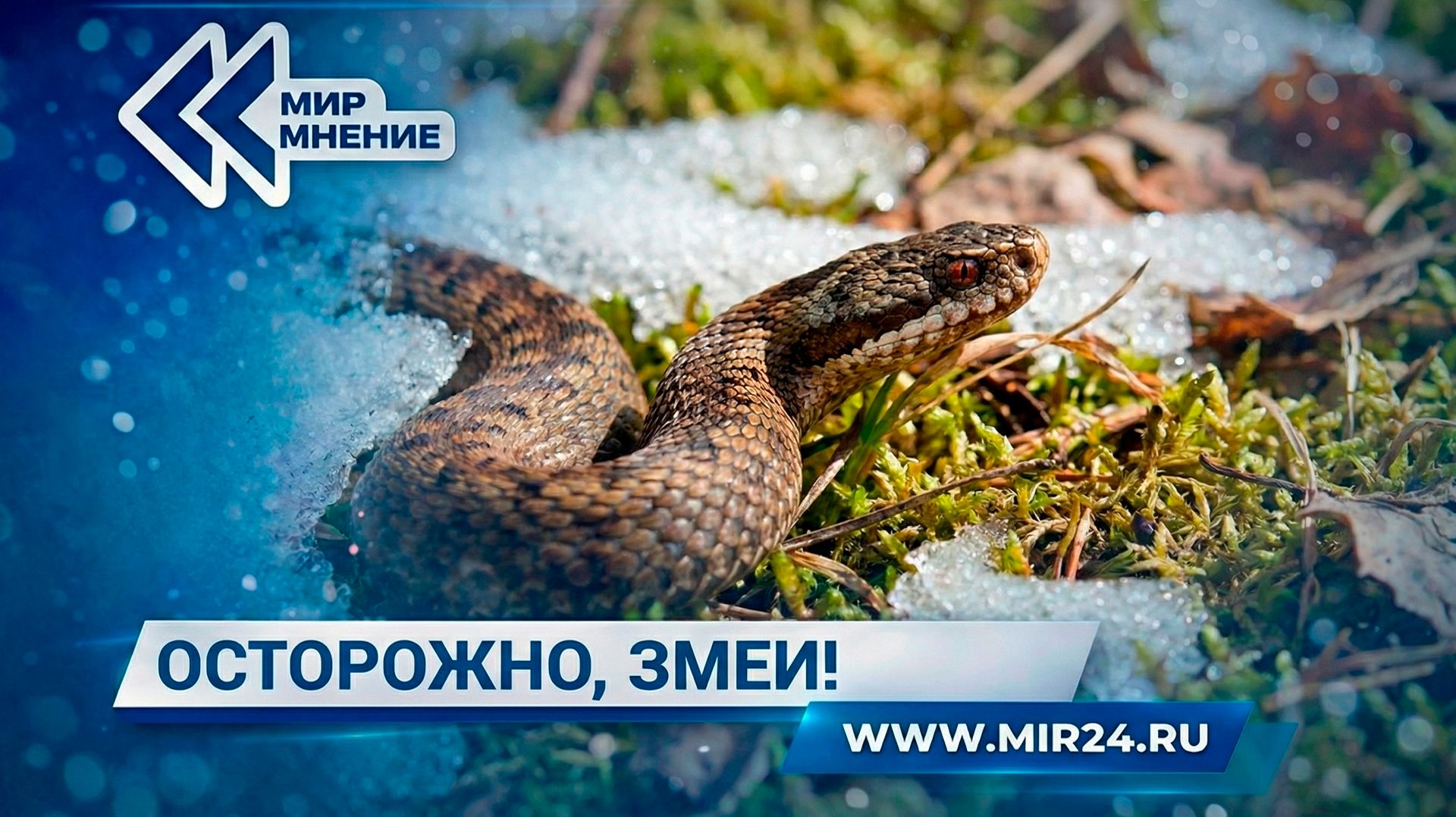 Осторожно, змеи! Почему они проснулись раньше времени и как правильно реагировать при встрече?