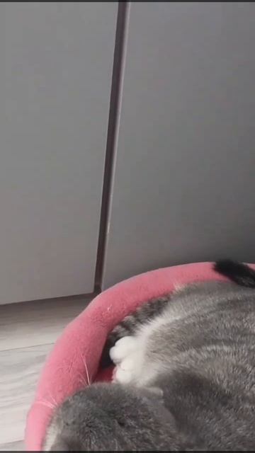 Буся смотрит телевизор