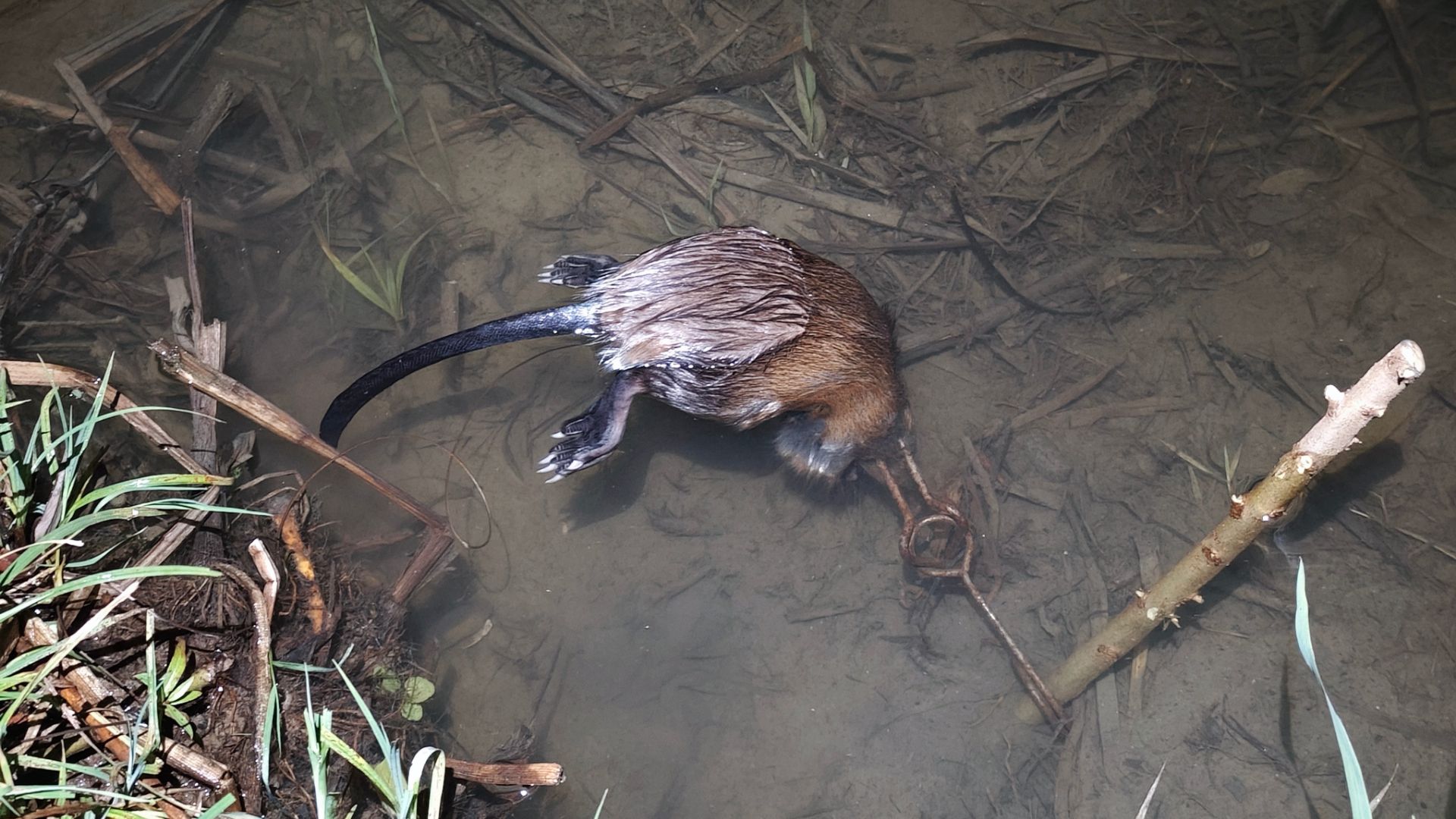 Охота на Ондатру капканами.