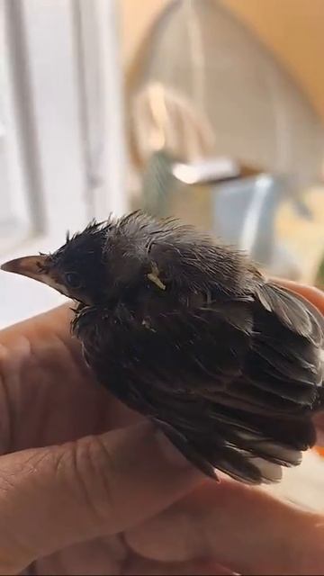 Индийский птенец упал на балкон. Оказался соловей буль буль. Уже доверился мне, я стала его мамой.