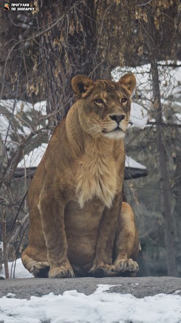 Львица Найтирия. Новосибирский зоопарк