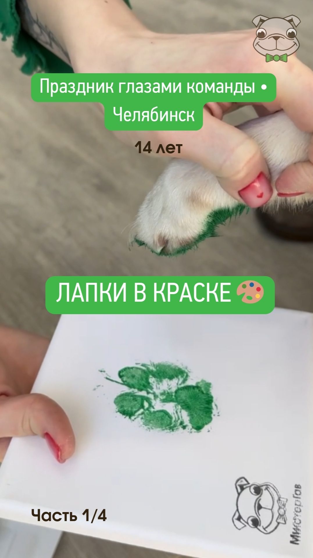 Отпечатки лап 🐾 14 лет «Мистер Гав» | Челябинск (Часть 1) #Shorts