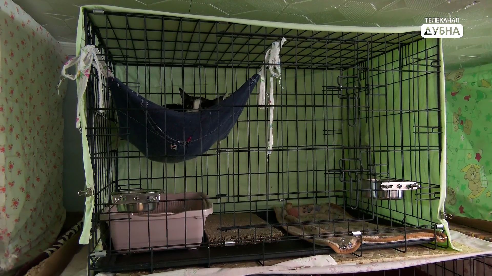 «Пушистая экскурсия» - новый проект волонтёров приюта для кошек «Леопольд» в Дубне