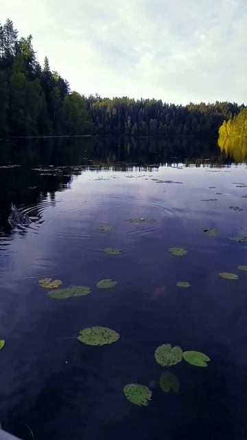 Мир вашему дому !