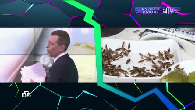 Тараканы из всех щелей. «Добролов» на НТВ в борьбе с кишащей тараканами квартиры