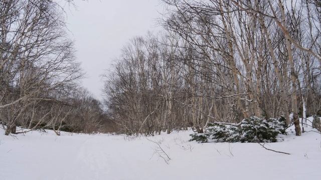 Зимний лес - легкий снег и шум ветра в кронах