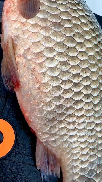 Какой вес_ #рыбалка  #fishing #рыбалканаозере #fishing #follow