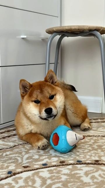 Друзья, сегодня с особенной радостью знакомим вас с новой жительницей Доброграда 🐾❤️