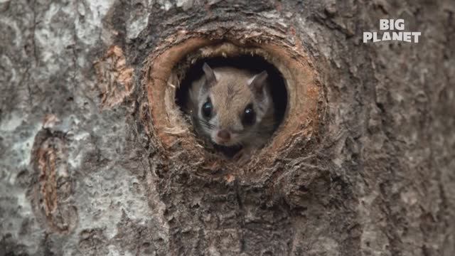 Имиджевый ролик канала Big Planet