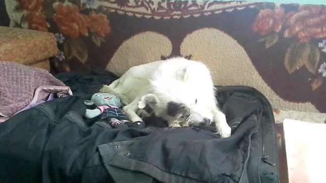 Кость для собаки (Польза)