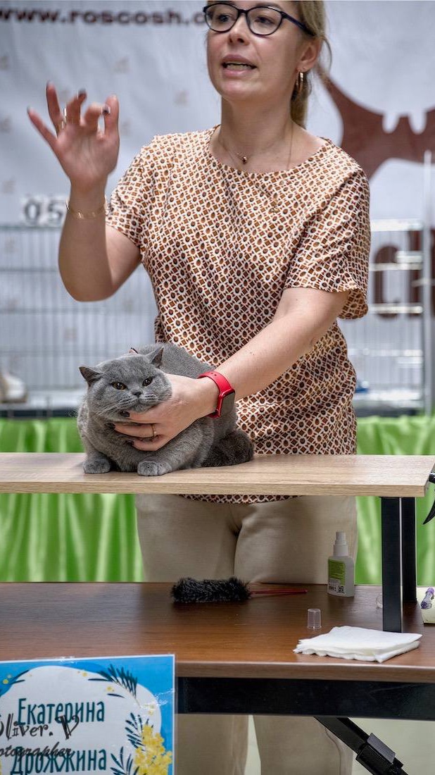 Британская кошка Inga High Class на шоу британцев 1 мар26г