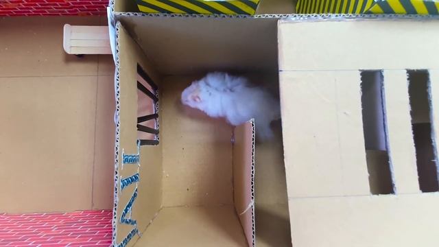 Обзор «Хомяк сбежал!» 🦂Лабиринт со скорпионом, из которого сбегает хомяк.