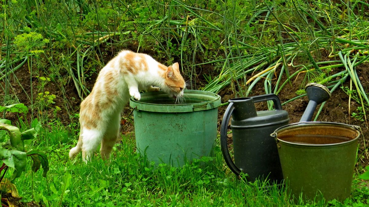 Полив грядок
