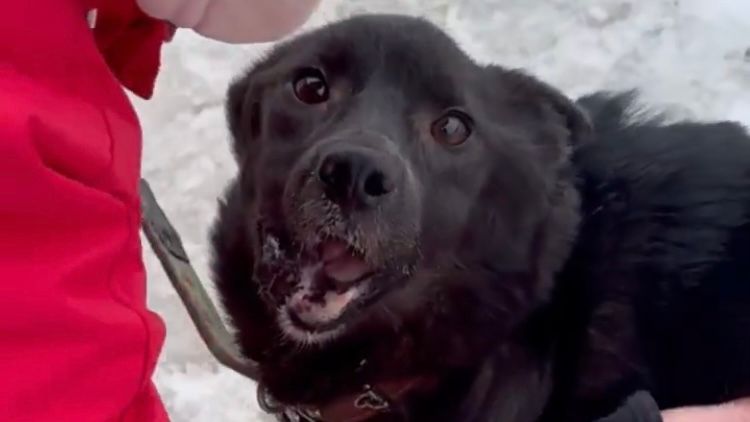 Оливия, 4-я операция, установка пластин