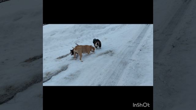 Сахарок и Матрёшка 2,5 месяца, ждут своих людей.