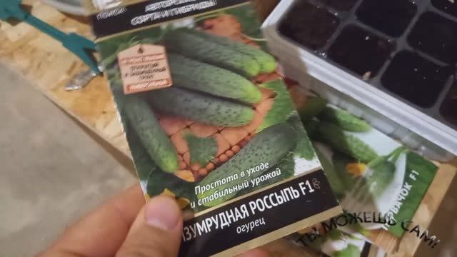 Посадка семян огурцов на рассаду