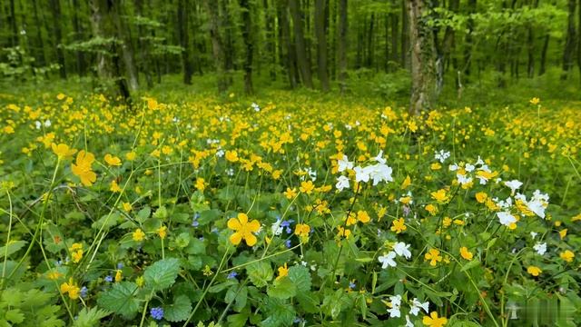 Весенний лес 🌿🌸 Пение/щебетание птиц — Расслабляющее видео и звуки природы.
