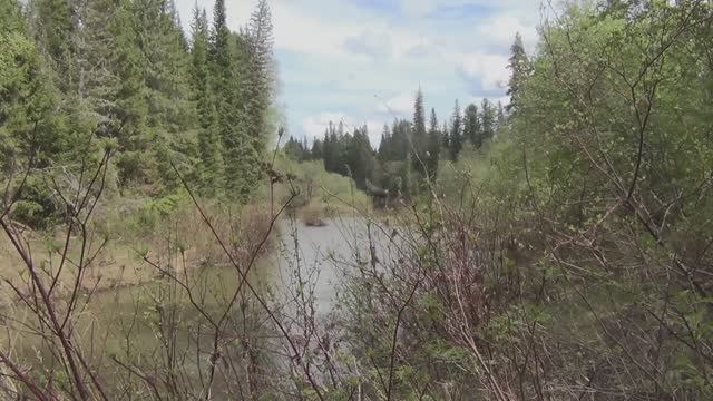 Жизнь ОТШЕЛЬНИКА в ДЕВСТВЕННОЙ ТАЙГЕ 2025 Рудико 23ма Рыбалка Охота Поход Медведь Один в Лесу у реки