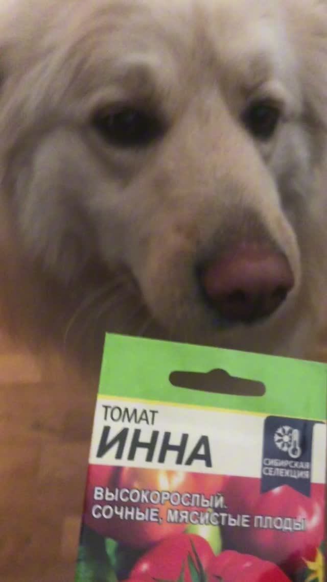 Ричик и Инна 🍅