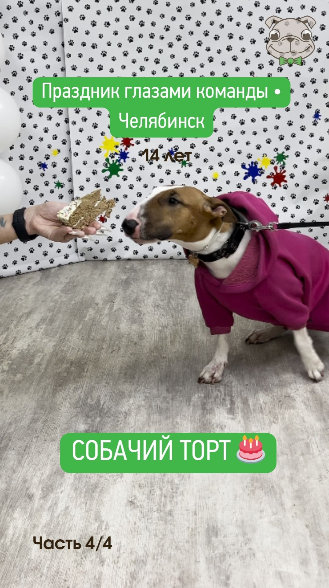 Собачий торт 🎂🐶 | «Мистер Гав» Челябинск (Часть 4) #Shorts