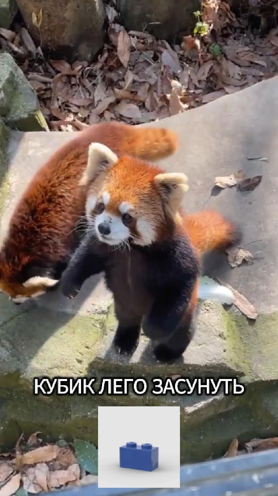 Про пупок!   #мем #дискорд #mem #диалоги