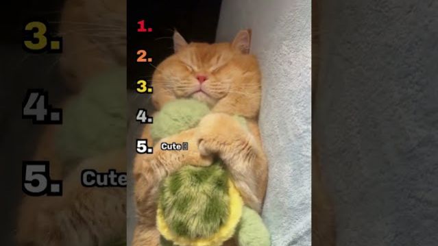 ПОДБОРКА МИЛЫЕ КОТИКИ! ТОП 5 СМЕШНЫХ ВИДЕО КОТАМИ! РЕБЯТА Я БЛИН РЖУ СМЕШНЫЕ ЖИВОТНЫЕ ПОДБОРКА