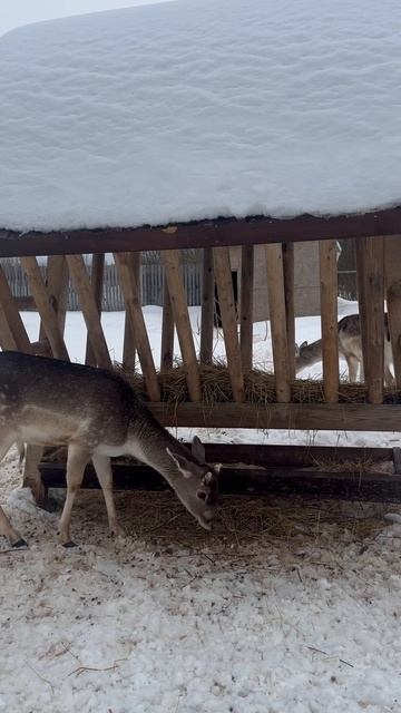 Европейская Лань в Волшебной стране