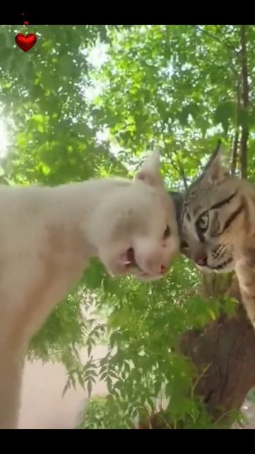 Кот боец UFC. Серьёзный базар в натуре! 😻Веселые котики. Коты хулиганы! #кот #хулиган #трюк #short