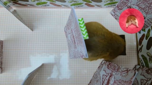 Истории про хомяка. Смешные ситуации. Хомяк в лабиринте с хот-догами