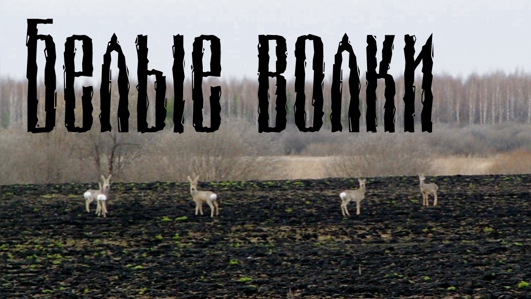 s04e04 Белые волки