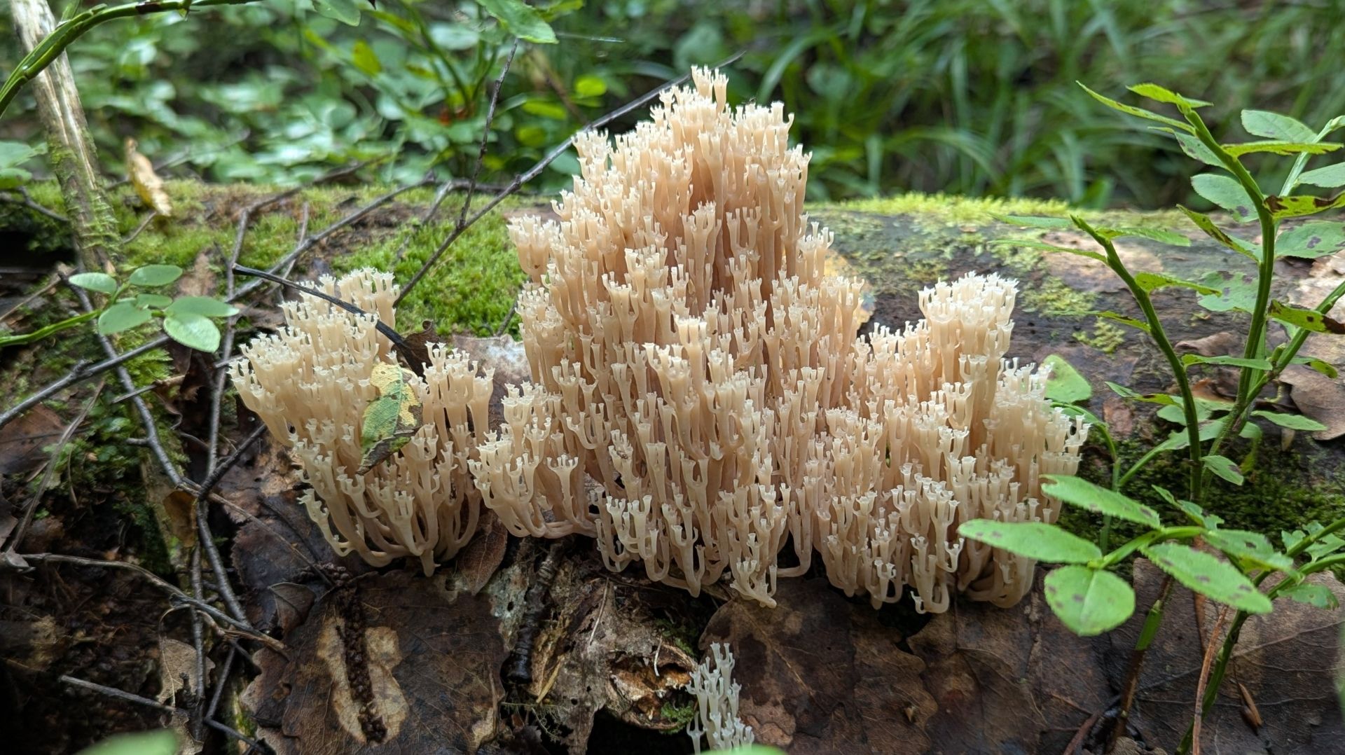 Клавикорона крыночковидная (Artomyces pyxidatus). Как выглядит гриб на месте произрастания.