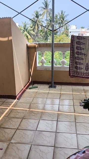 История двух птенцов соловья в Индии, упавших на балкон. Родители активны и учат птенцов летать.