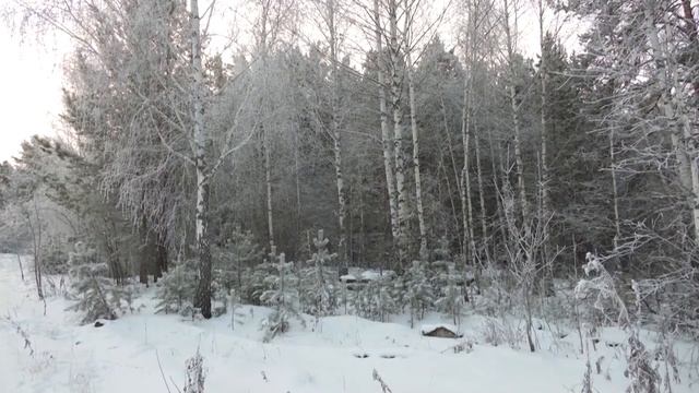 Д.Паслер выделил средства на профилактику лесных пожаров. Панорама 03.03.26