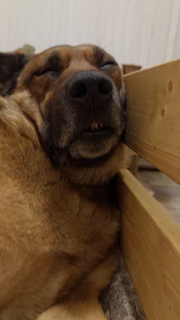 Спит как Шарик