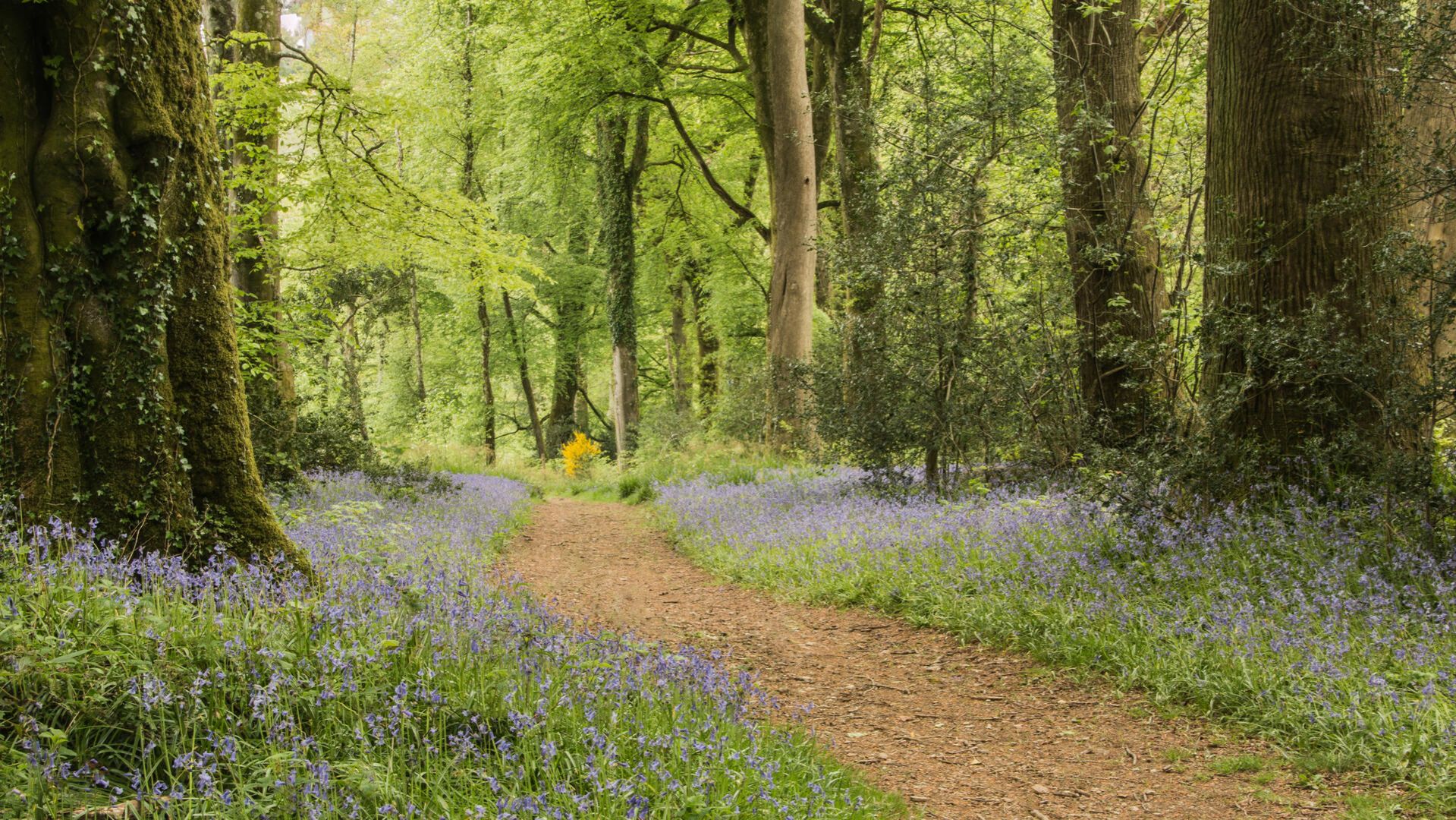 AShamaluevMusic_-_Documentary_Piano