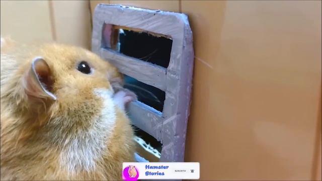 🐹Хомяк сбегает из потрясающего лабиринта для домашних животных в реальной жизни 🐹