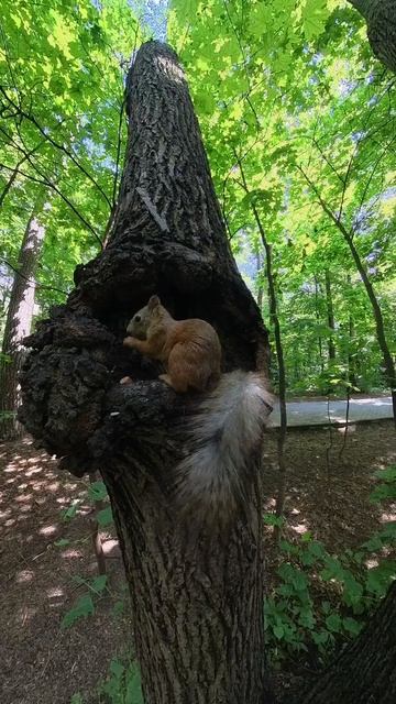 Обыкновенная белка